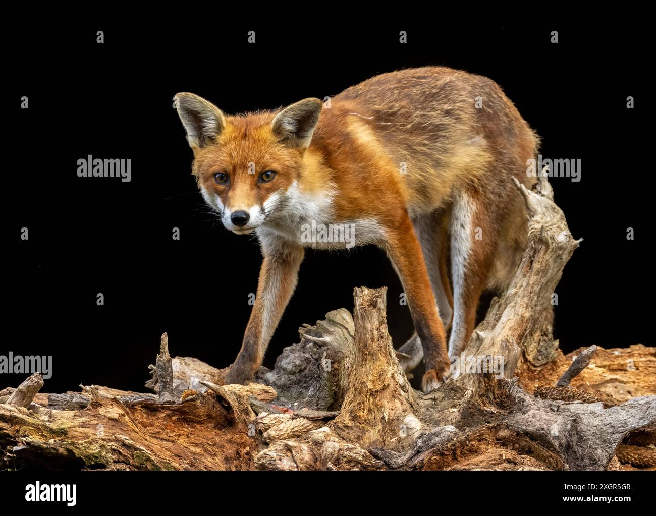 Close up of a beautiful fox eating with black background Stock Photo ...