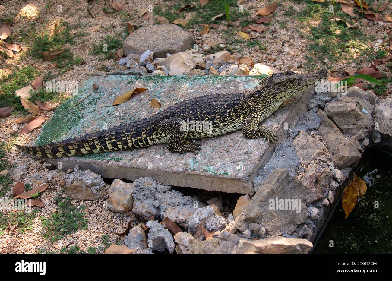 Cuban Crocodile, Crocodylus rhombifer, Crocodylidae, Crocodylia ...