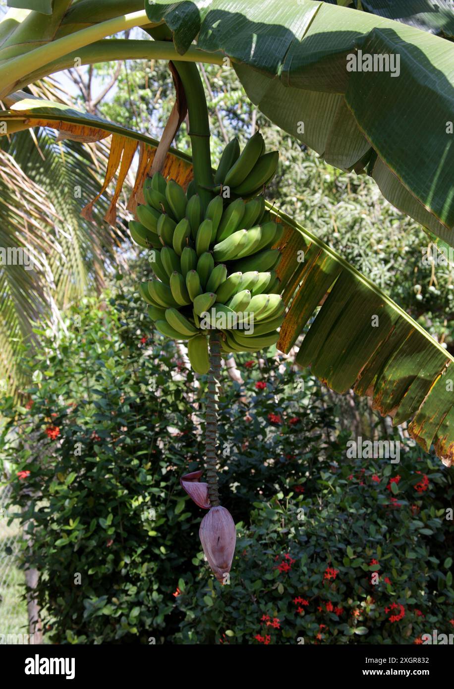 Banana Plant, Fruit and Flower. Musa Sp., Musaceae. Cuba, Caribbean ...