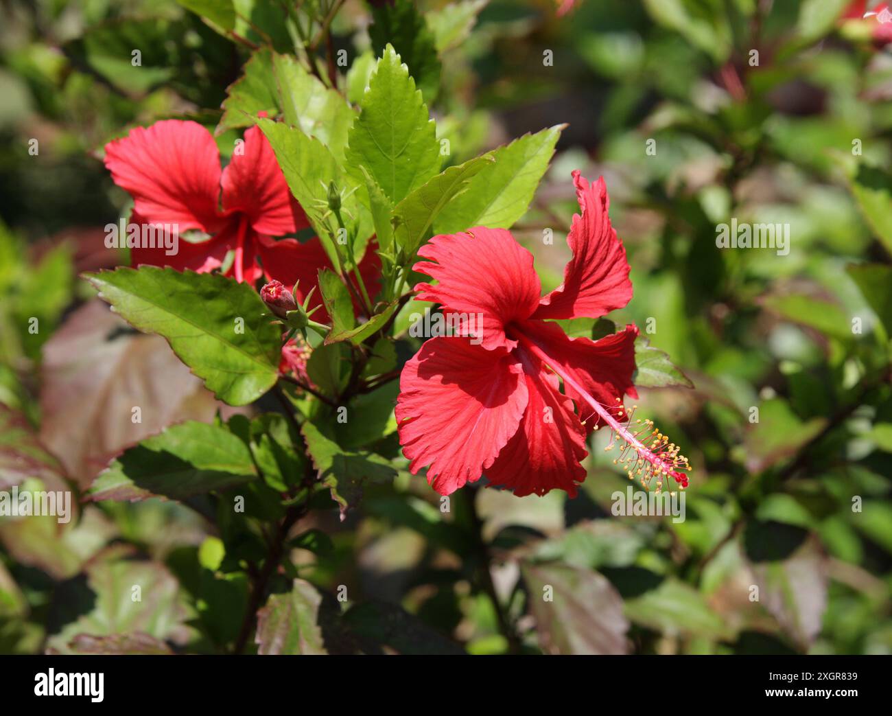 Red Hibiscus, Hibiscus rosa-sinensis, Malvaceae. Cuba, Caribbean Stock ...