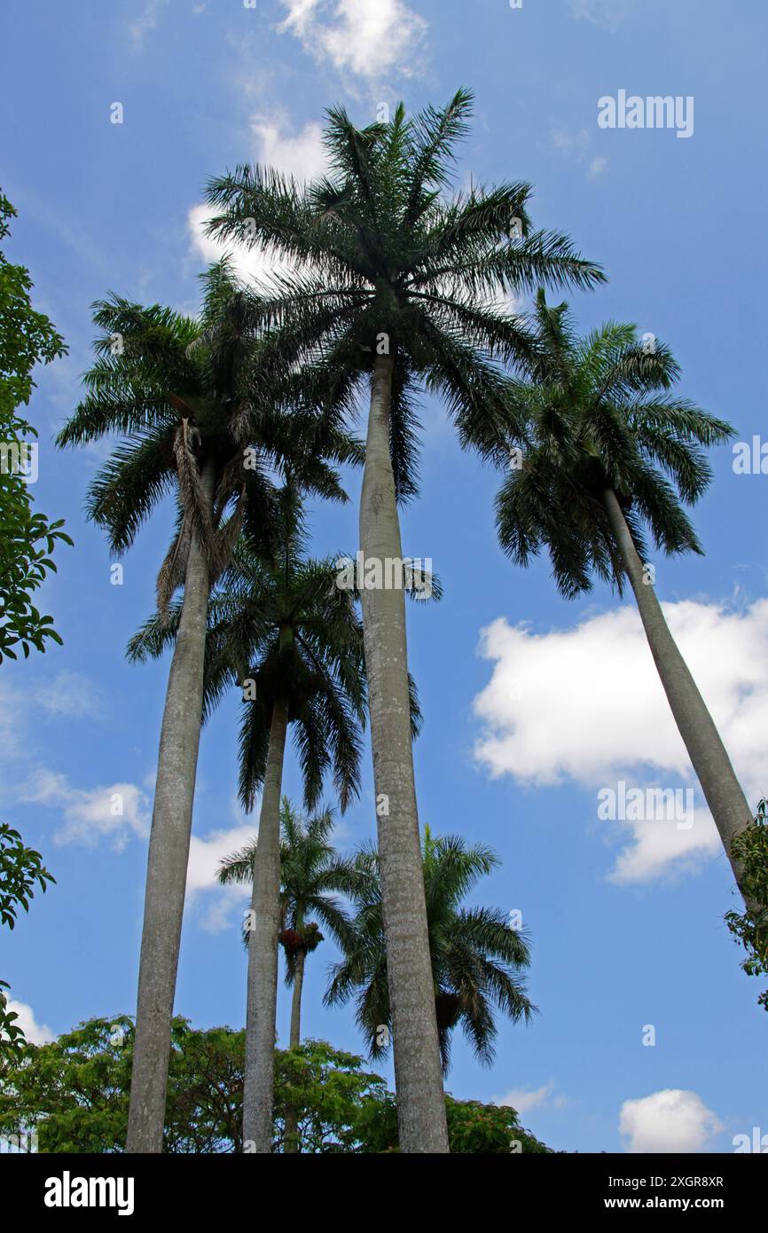 Cuban Royal Palms, Roystonea regia, Arecaceae. Cuba, Caribbean Stock Photo - Alamy