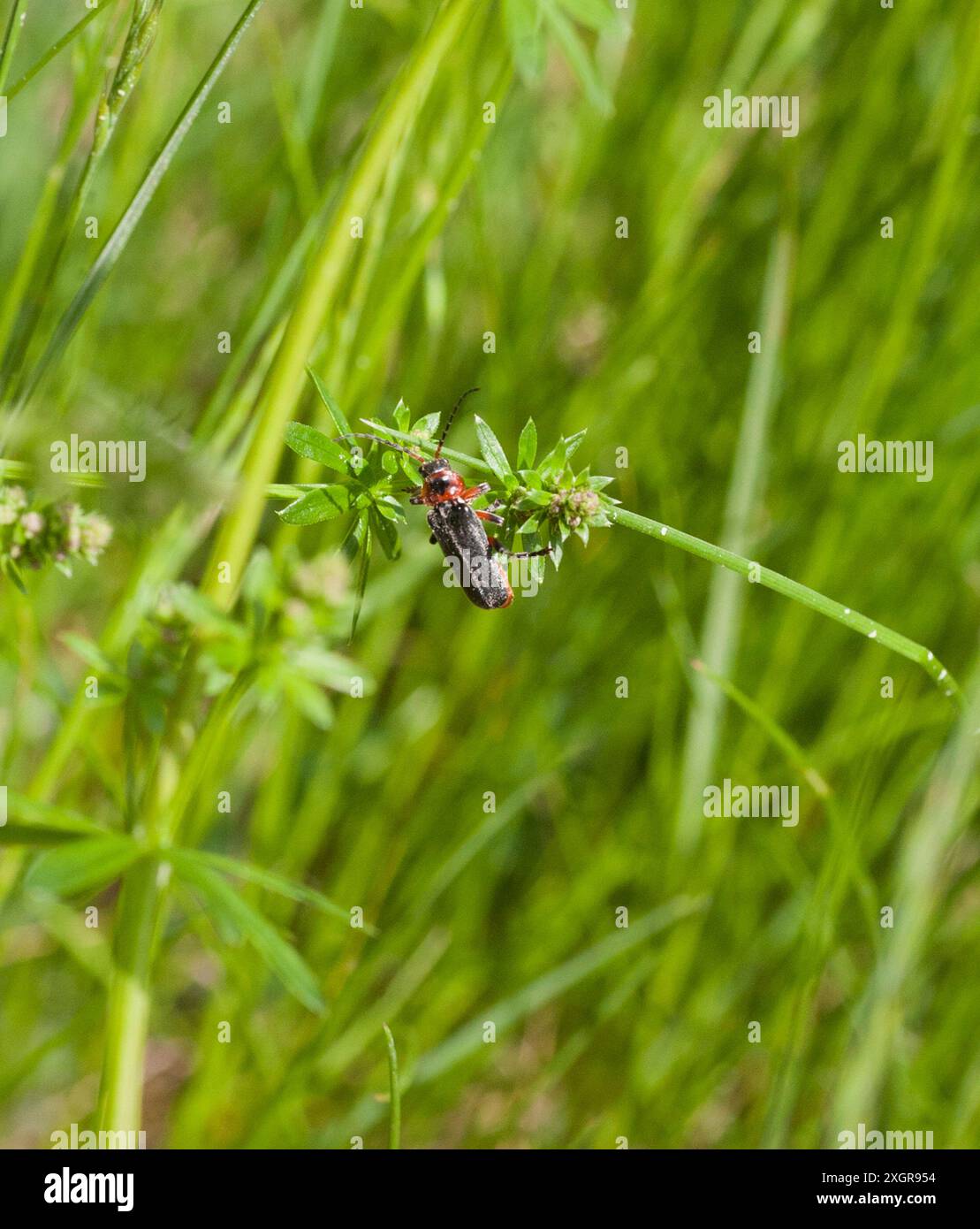 CANTHARIDAE The soldier beetles Stock Photo - Alamy