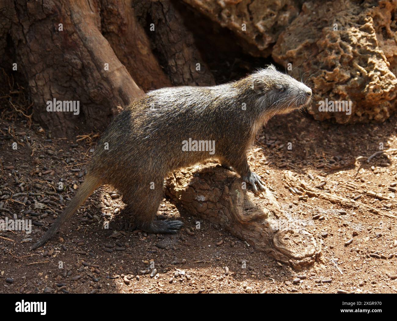 Desmarest's Hutia, Capromys pilorides, Capromyidae, Rodentia, Mammalia ...