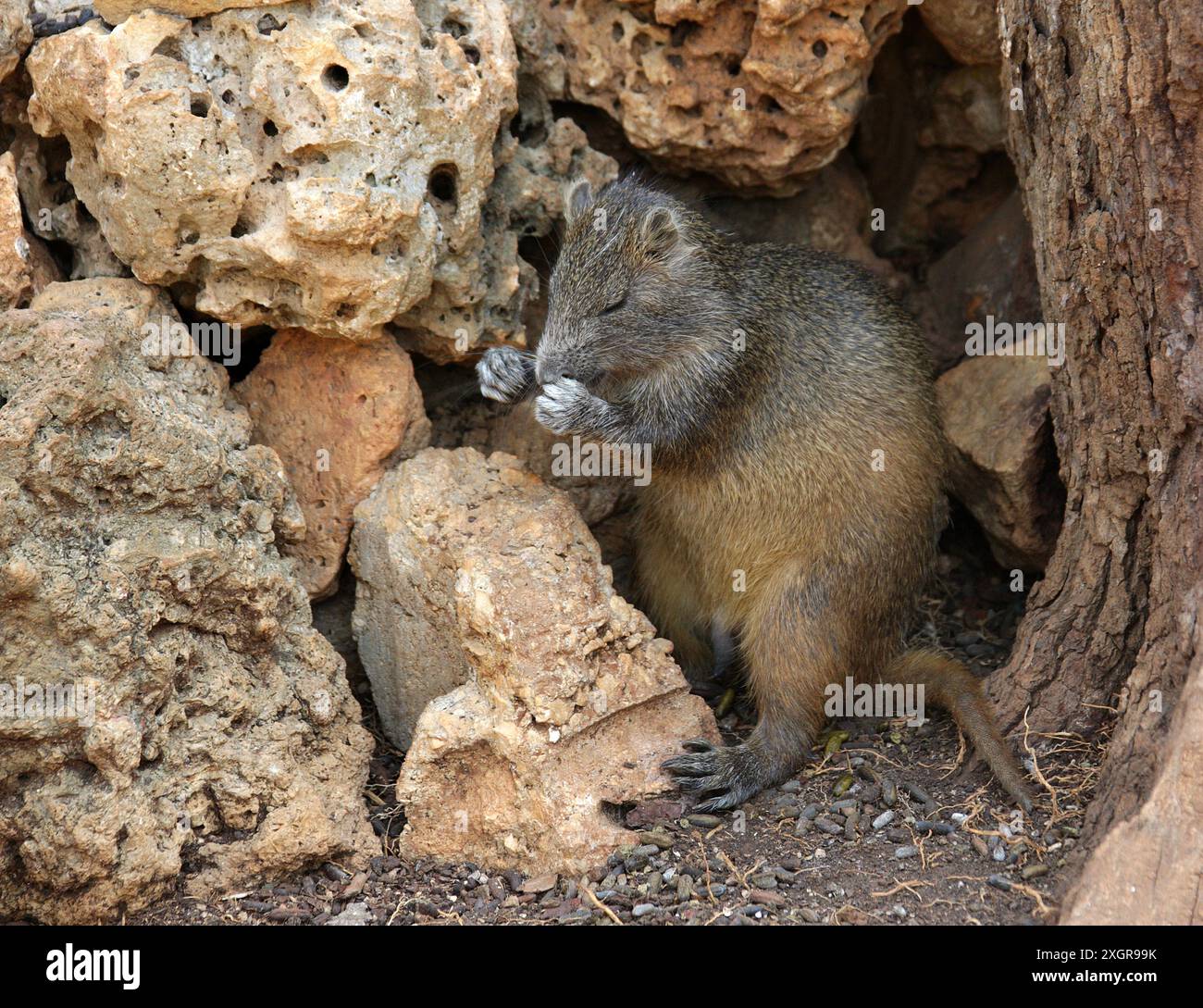 Desmarest's Hutia, Capromys pilorides, Capromyidae, Rodentia, Mammalia ...