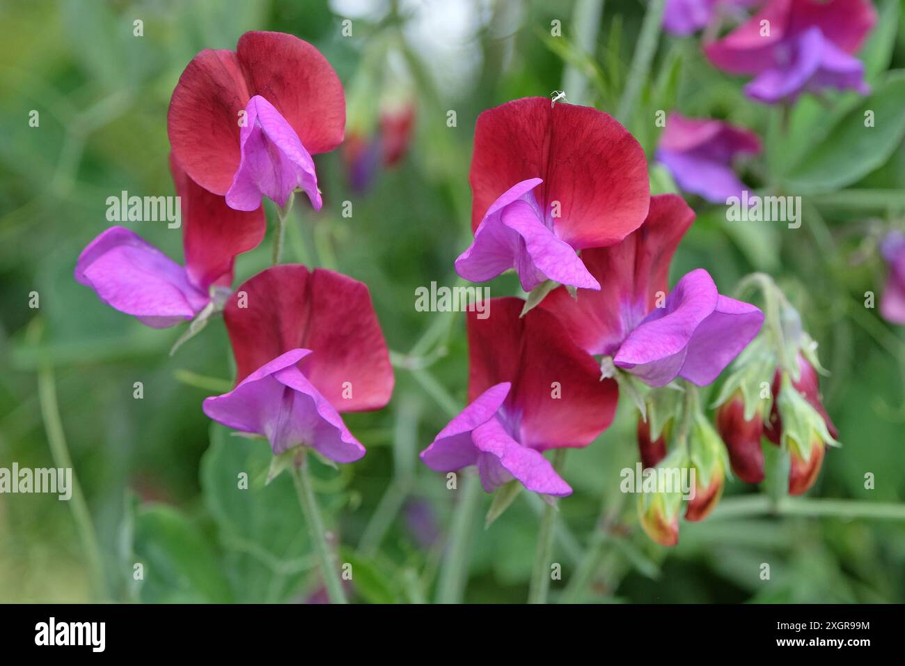 Red and purple Lathyrus odoratus, sweet pea ‘Cupani’ in flower Stock ...