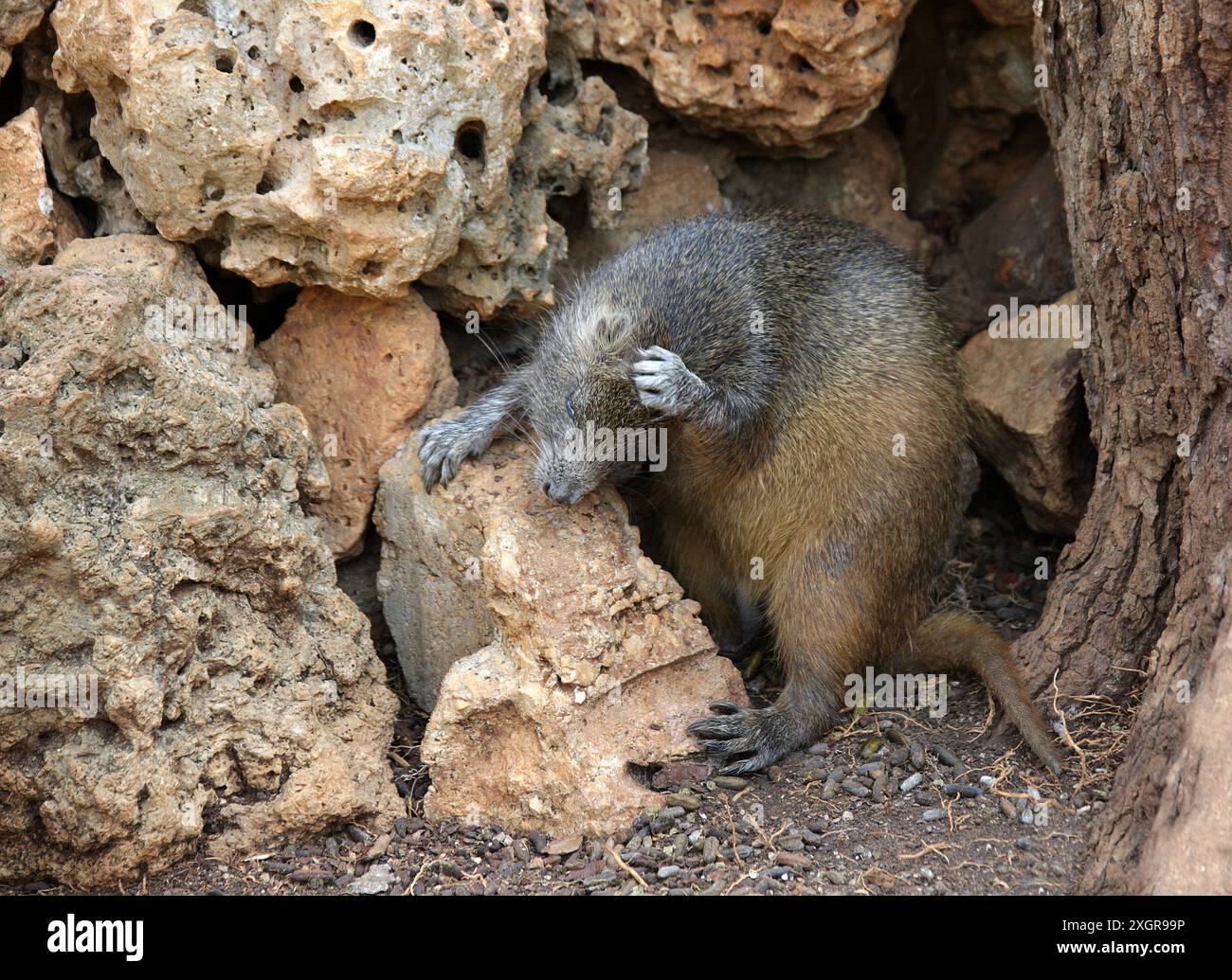 Desmarest's Hutia, Capromys pilorides, Capromyidae, Rodentia, Mammalia ...