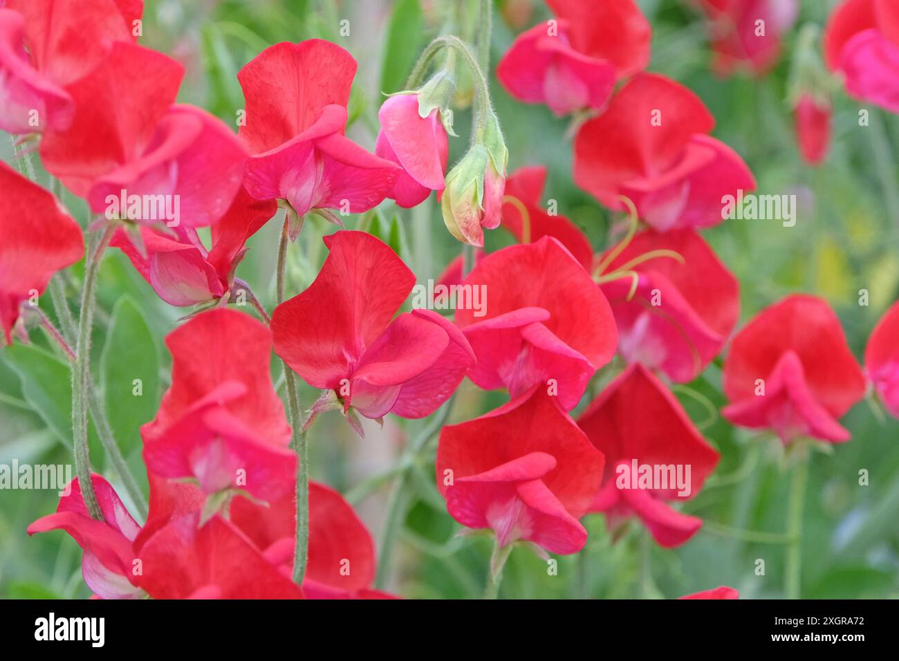 Bright red Lathyrus odoratus, sweet pea ‘king Edward VII’ in flower ...