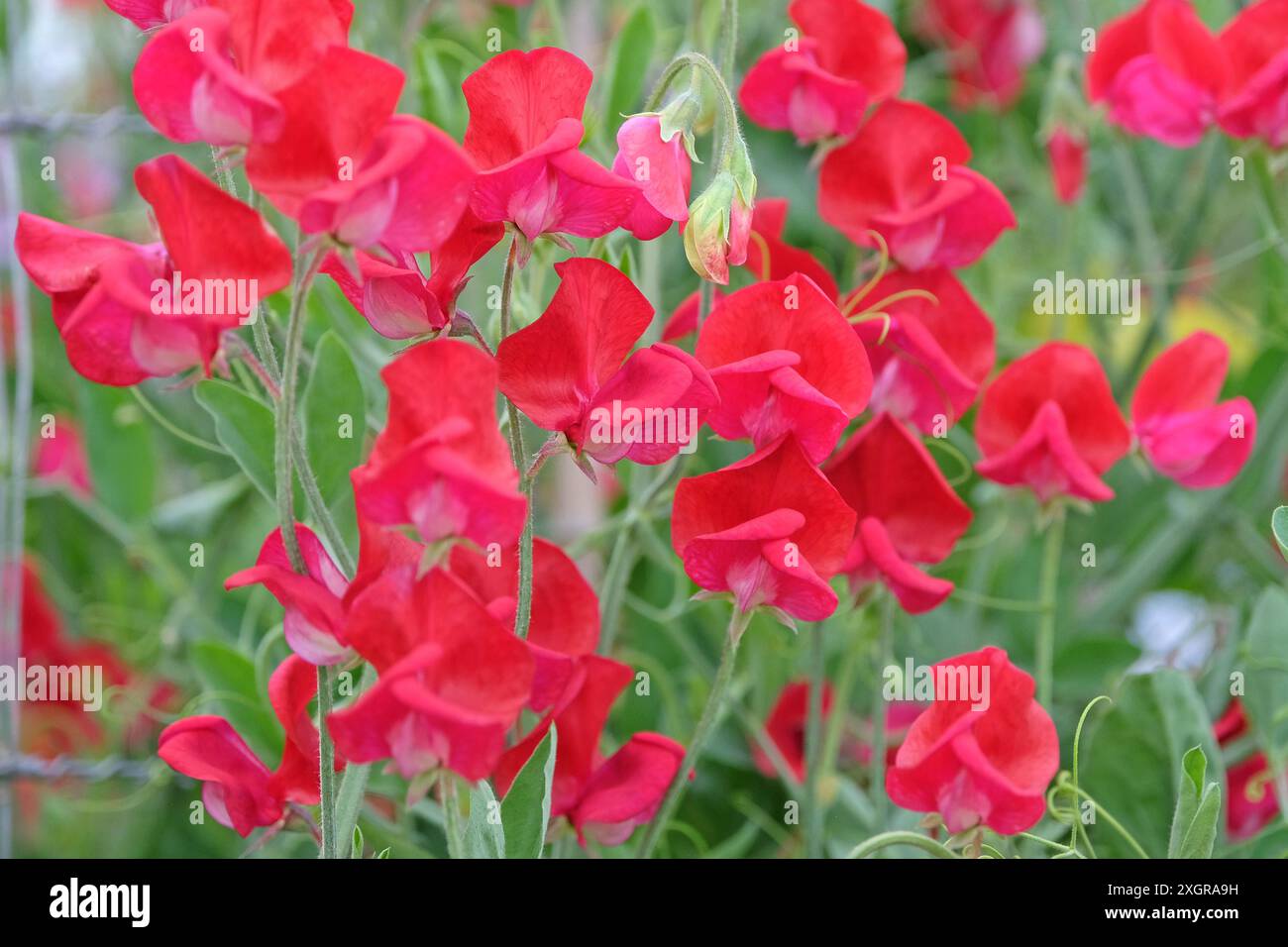 Bright red Lathyrus odoratus, sweet pea ‘king Edward VII’ in flower ...