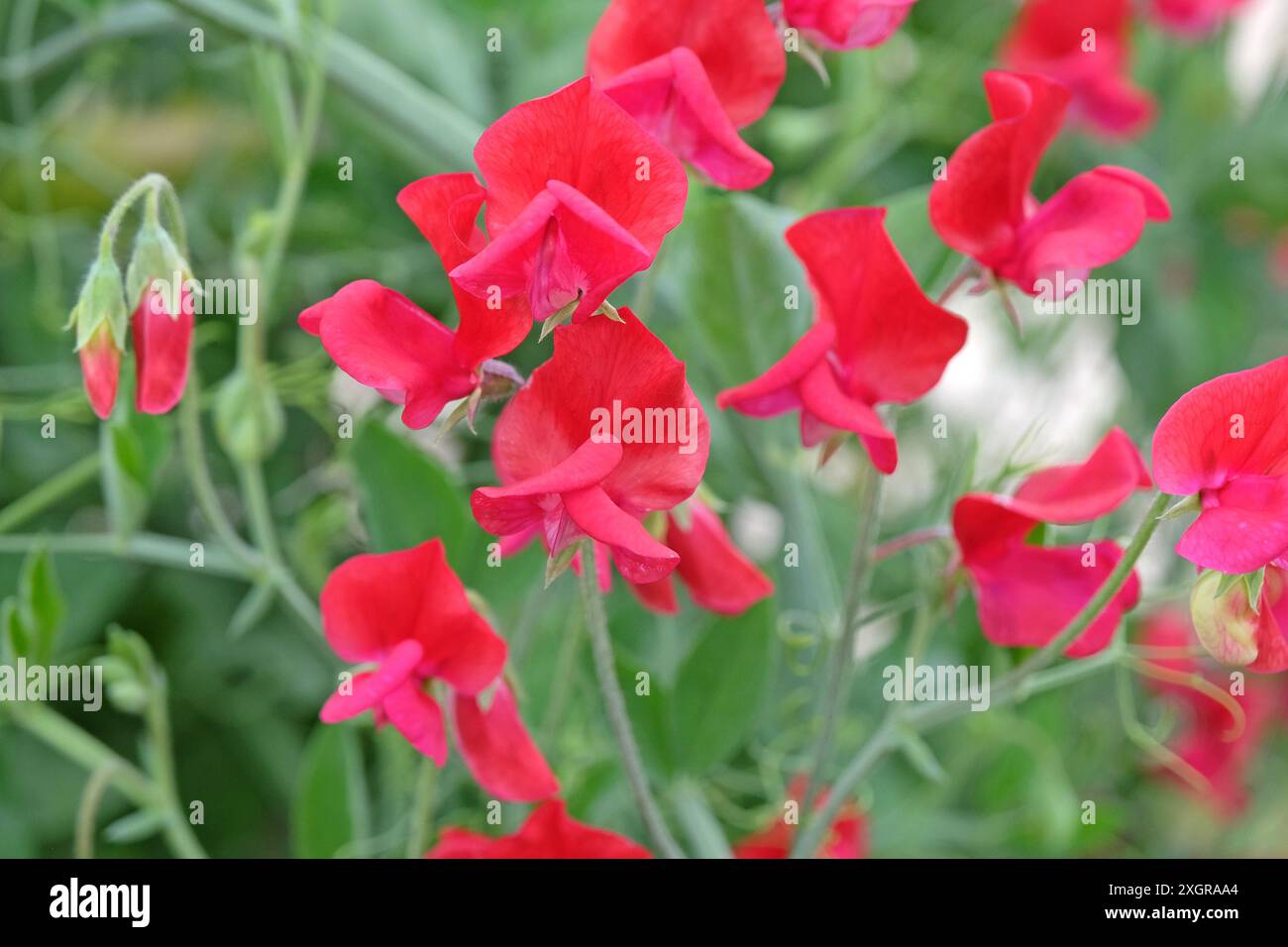 Bright red Lathyrus odoratus, sweet pea ‘king Edward VII’ in flower ...