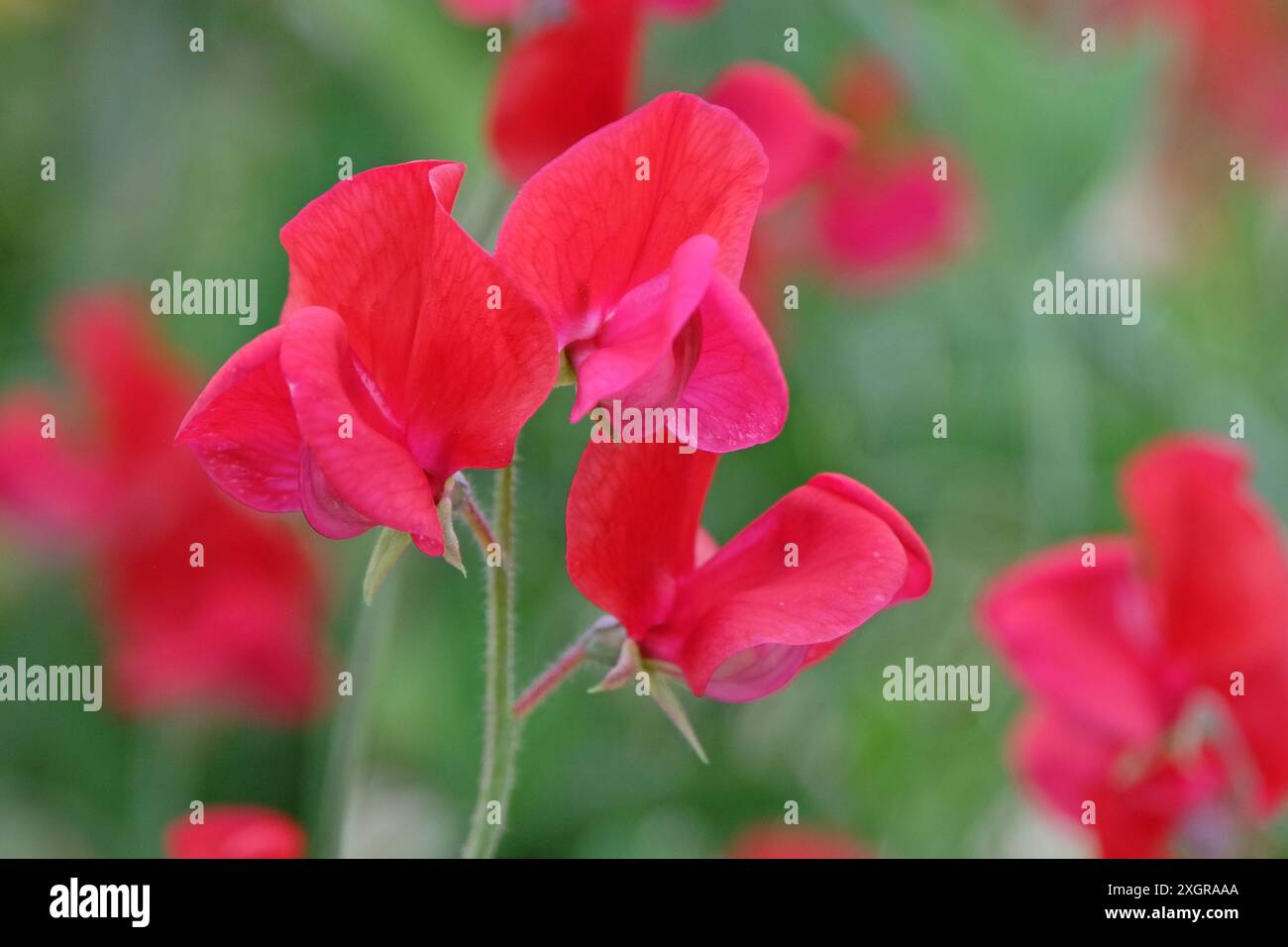 Bright red Lathyrus odoratus, sweet pea ‘king Edward VII’ in flower ...
