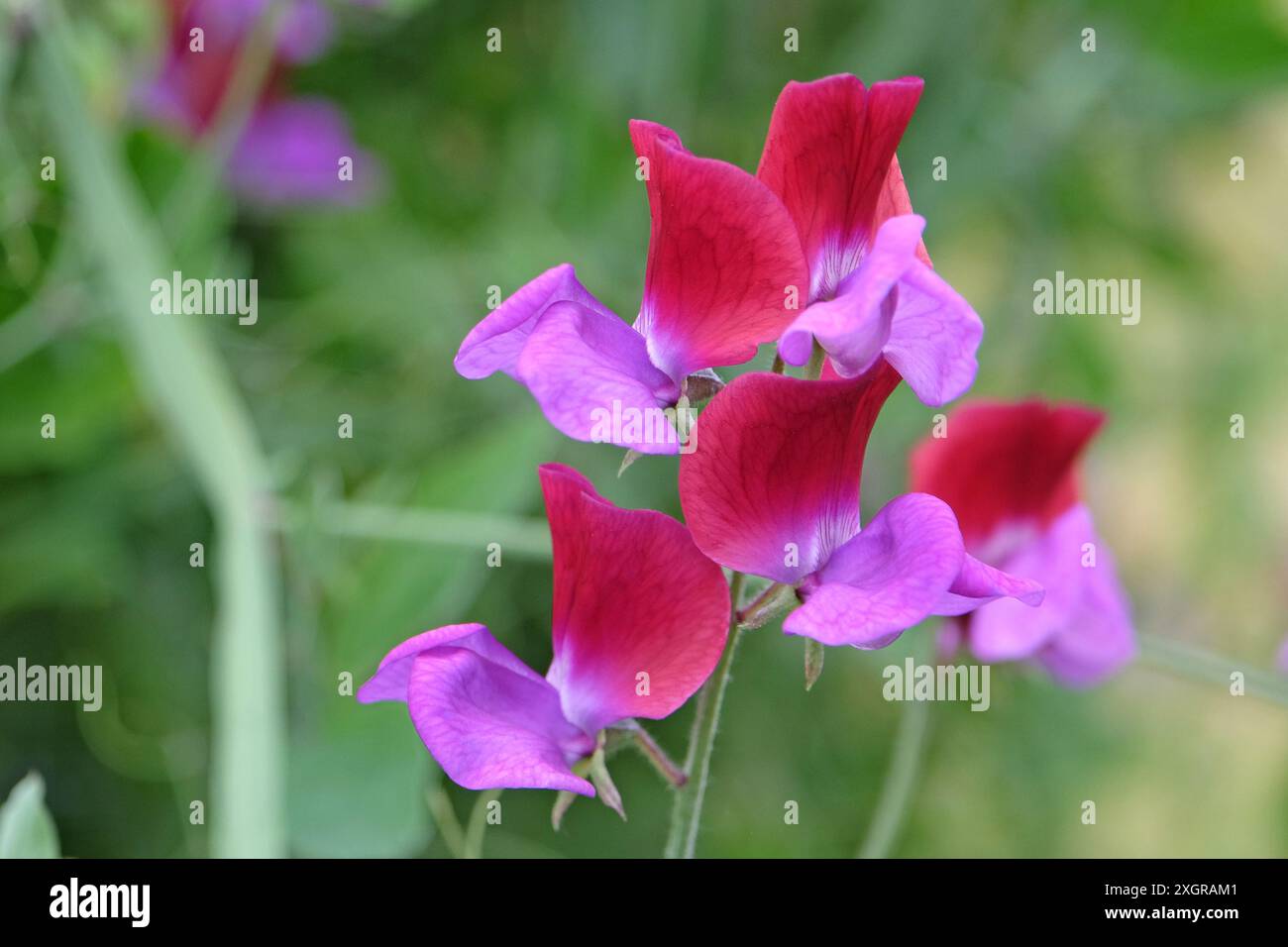 Red and purple Lathyrus odoratus, sweet pea ‘Cupani’ in flower Stock ...