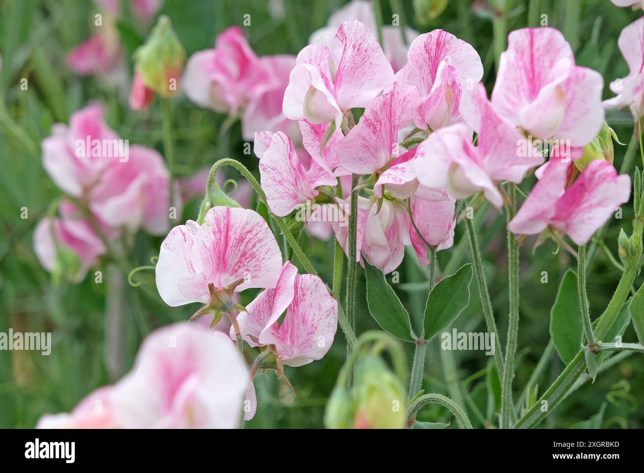 Pink and white variegated Lathyrus odoratus, sweet pea ‘Sweet Caroline ...