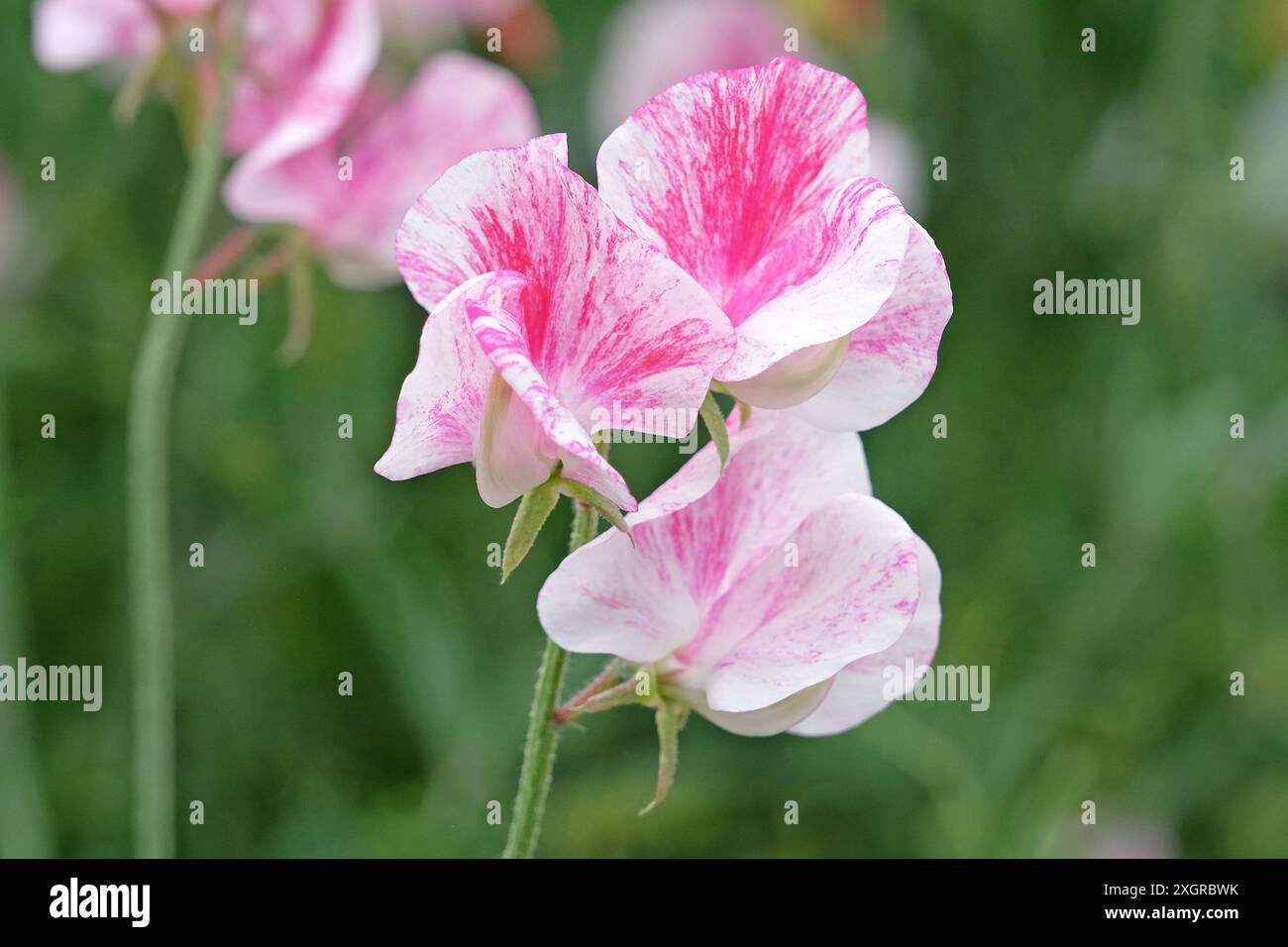 Pink and white variegated Lathyrus odoratus, sweet pea ‘Sweet Caroline ...