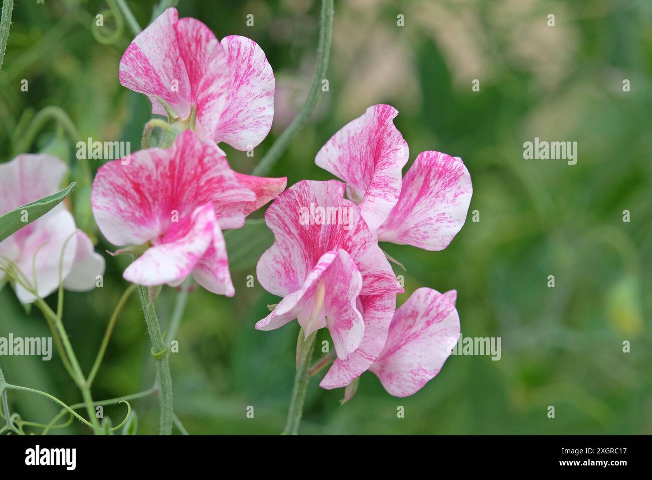 Pink and white variegated Lathyrus odoratus, sweet pea ‘Sweet Caroline ...