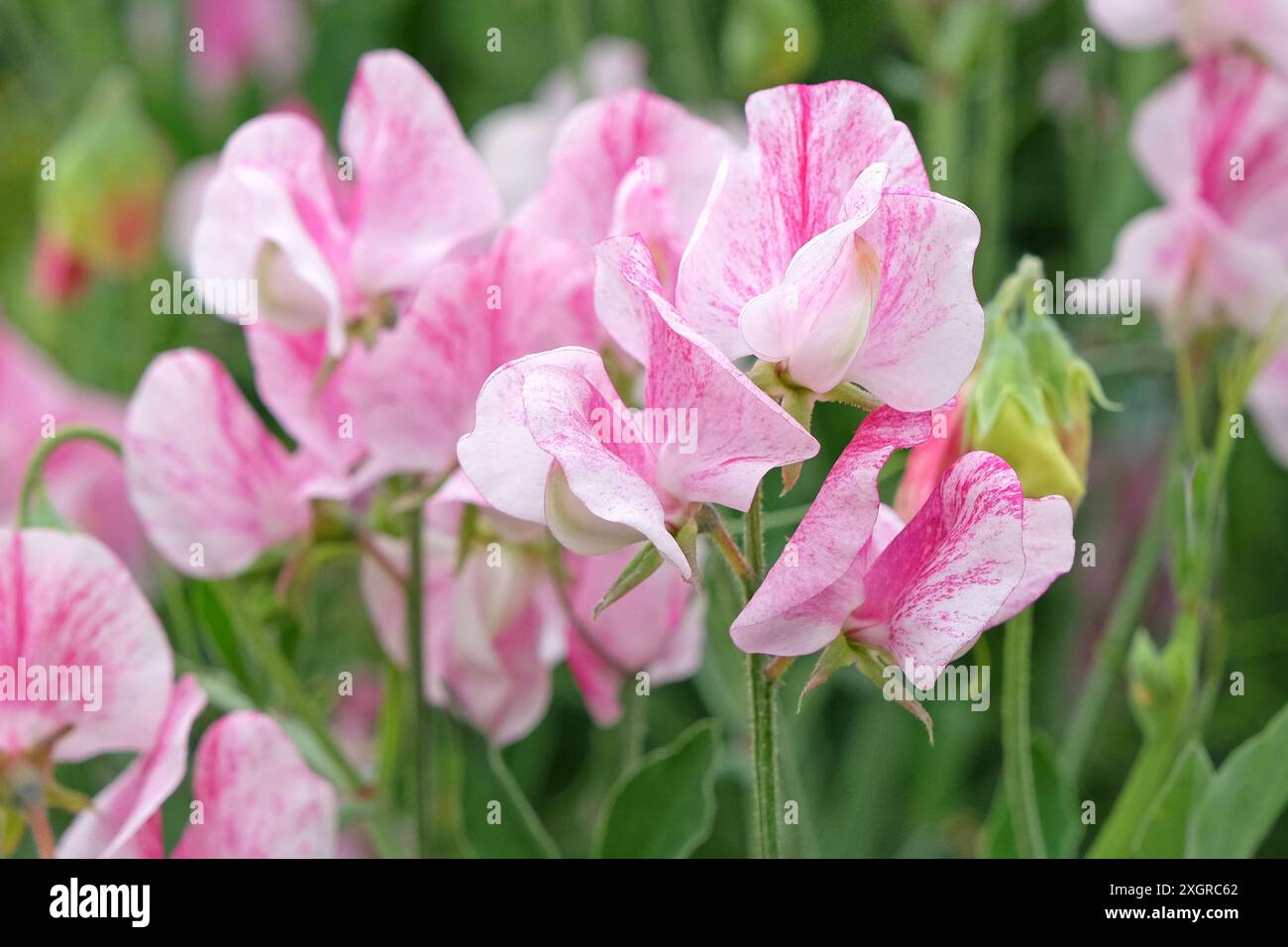 Pink and white variegated Lathyrus odoratus, sweet pea ‘Sweet Caroline ...