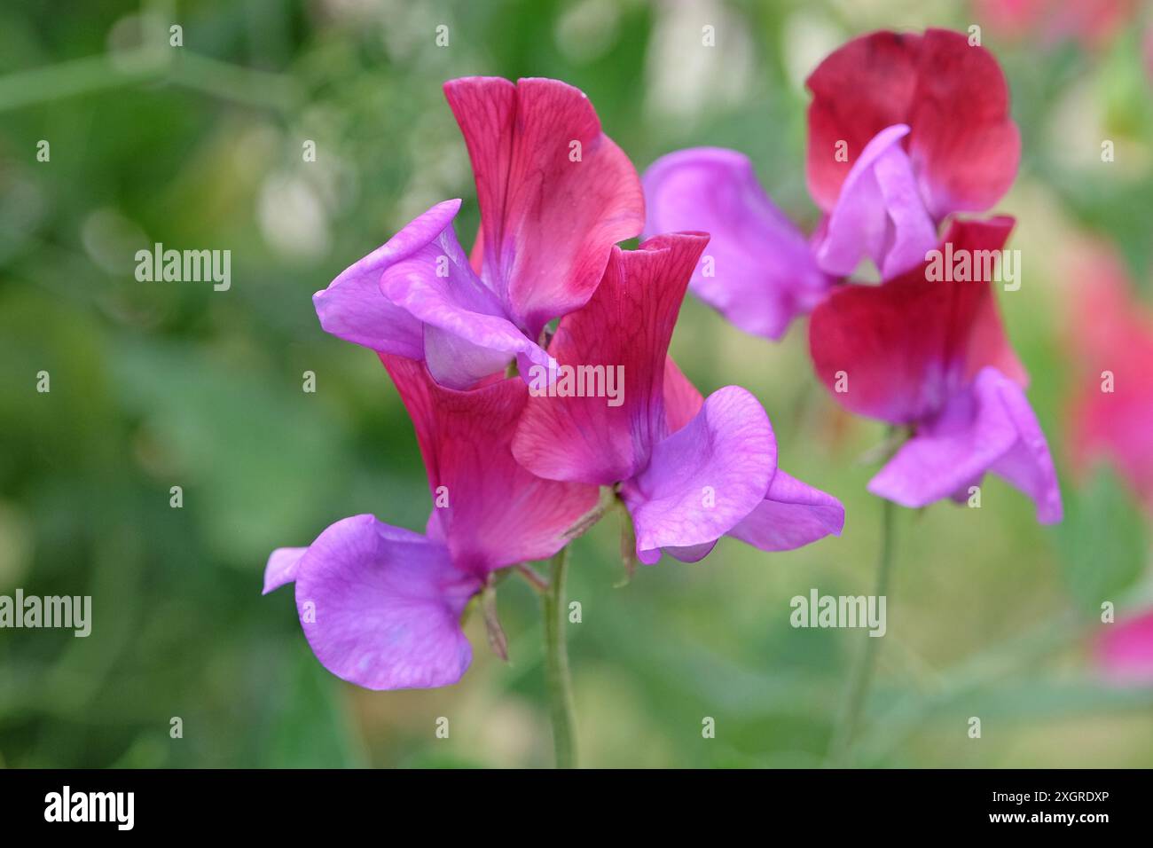 Red and purple Lathyrus odoratus, sweet pea ‘Cupani’ in flower Stock ...