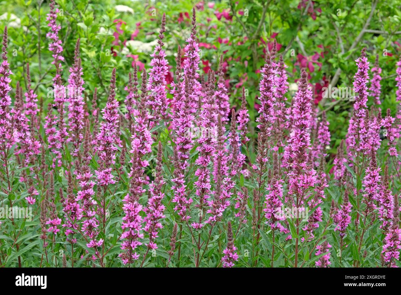 Pink Lythrum salicaria ‘Feuerkerze’, also known as purple loosestrife ...
