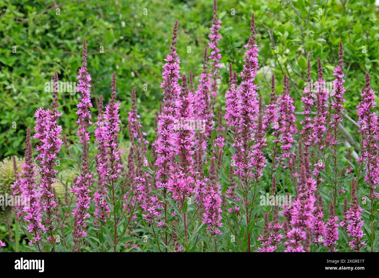 Pink Lythrum salicaria ‘Feuerkerze’, also known as purple loosestrife ...