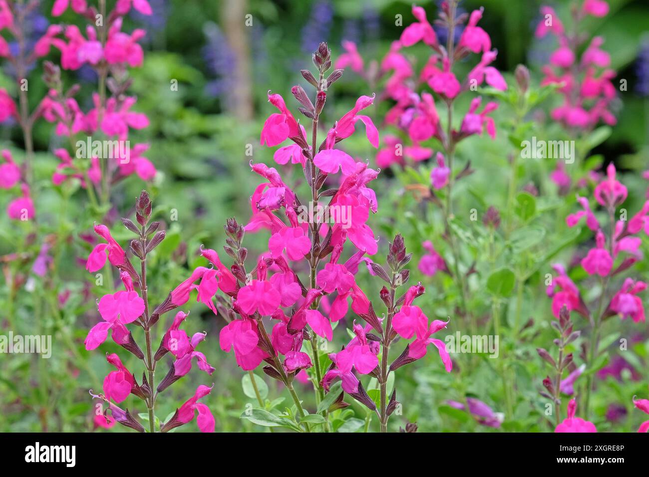 Bright pink Salvia microphylla ‘Cerro Potosí’, also known as baby sage ...
