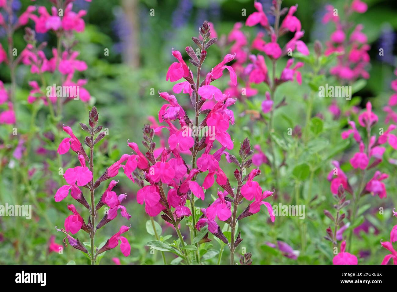 Bright pink Salvia microphylla ‘Cerro Potosí’, also known as baby sage ...