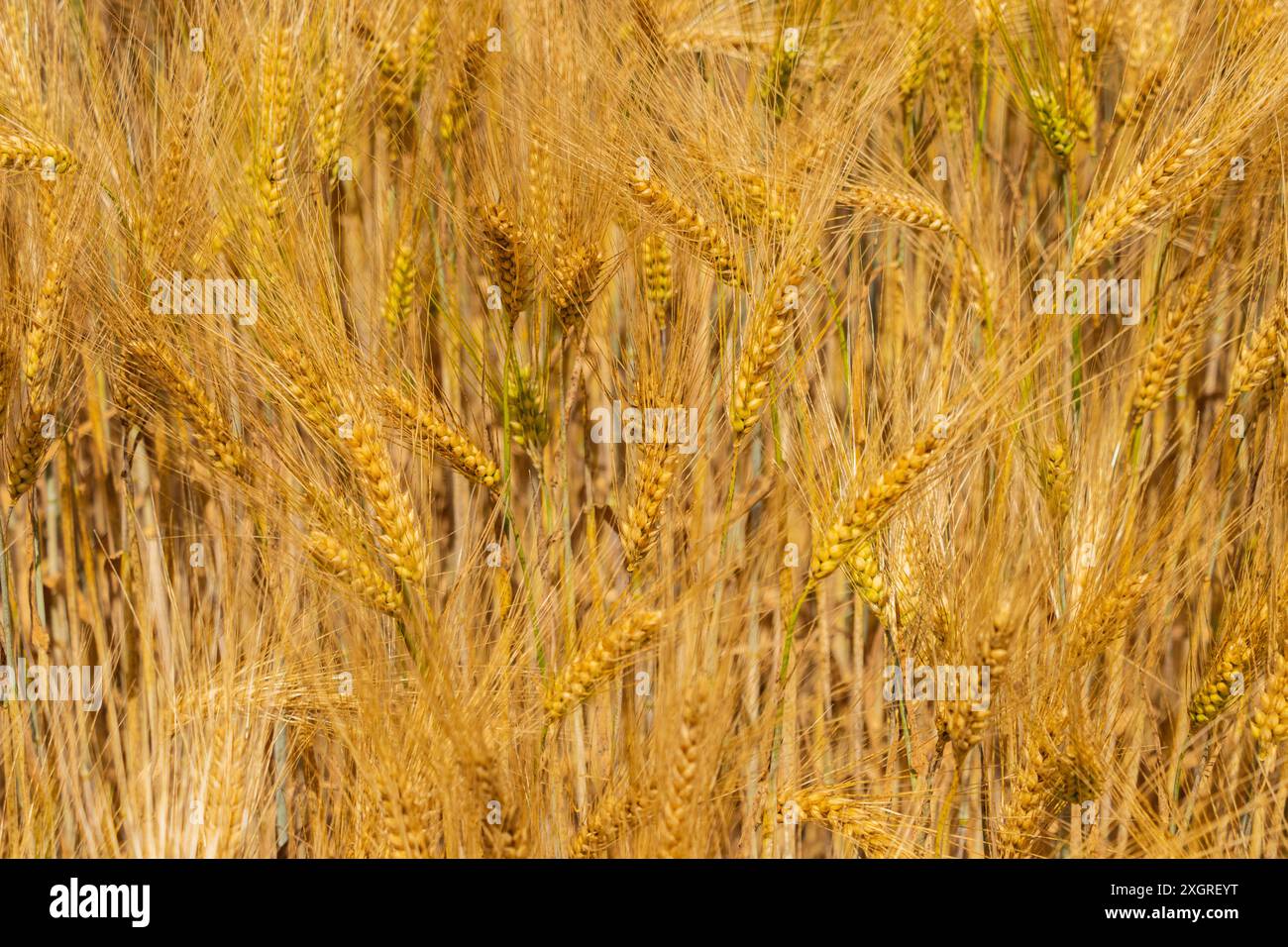 Golden ripe Wheat field ready for harvesting, Eure et Loir, France ...