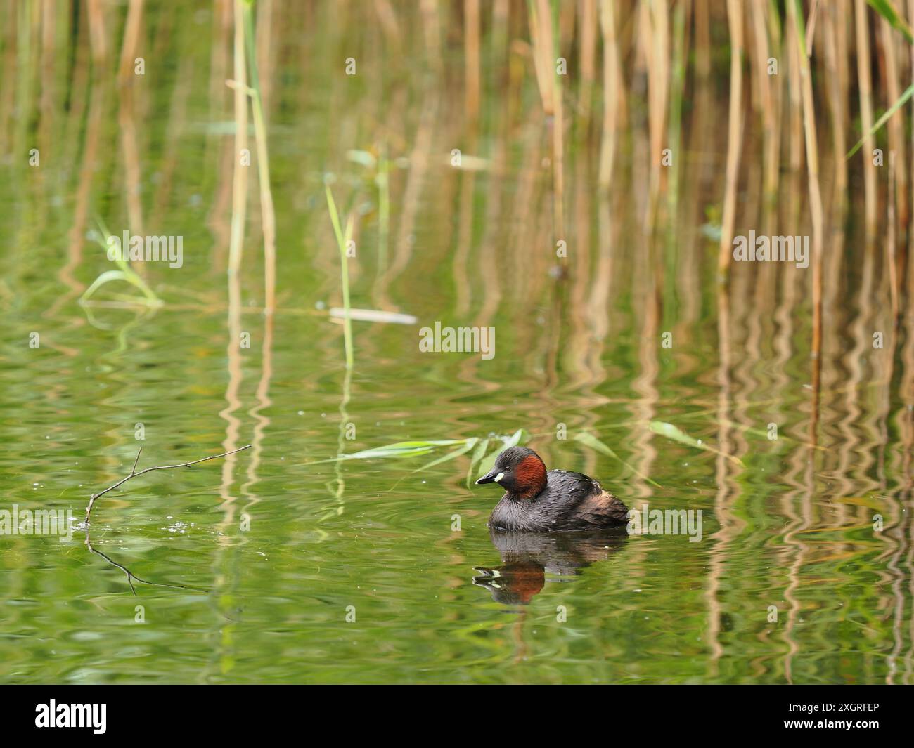 Dumpy stems hi-res stock photography and images - Alamy
