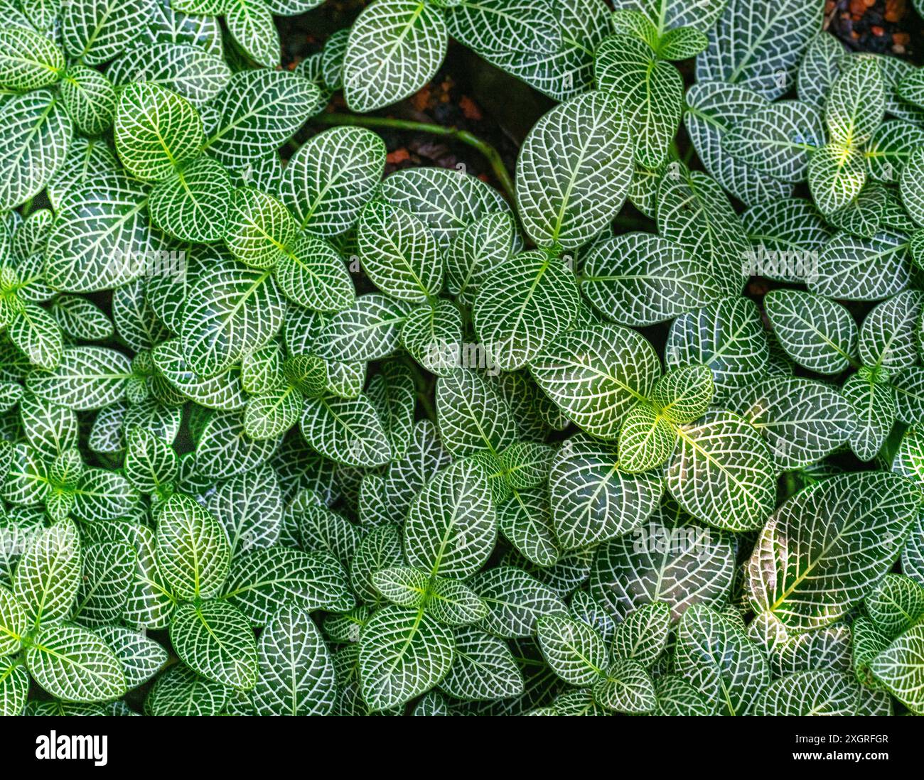 Acanthaceae hi-res stock photography and images - Alamy