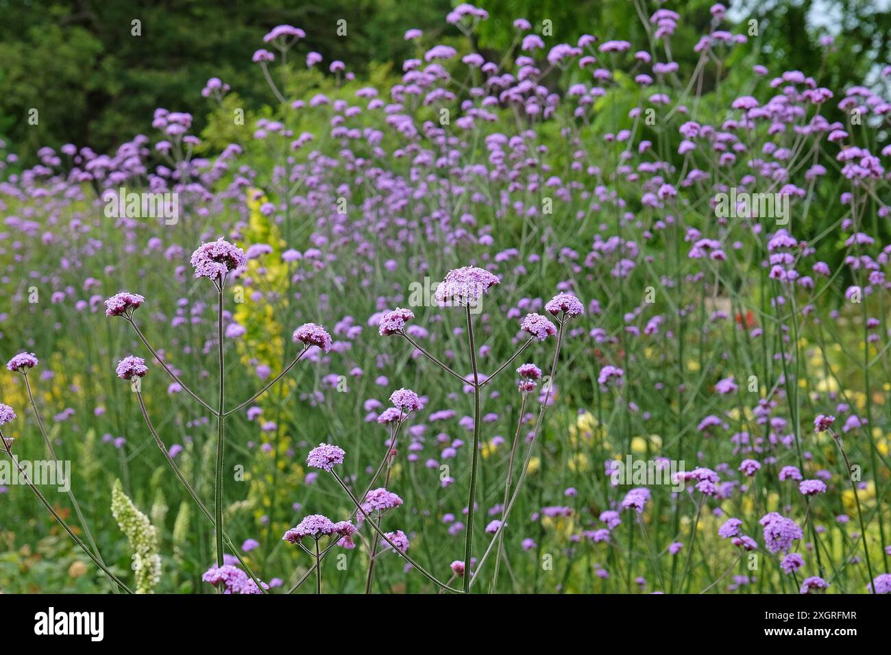 Lilac purple Verbena bonariensis, also known as purple top vervain ...