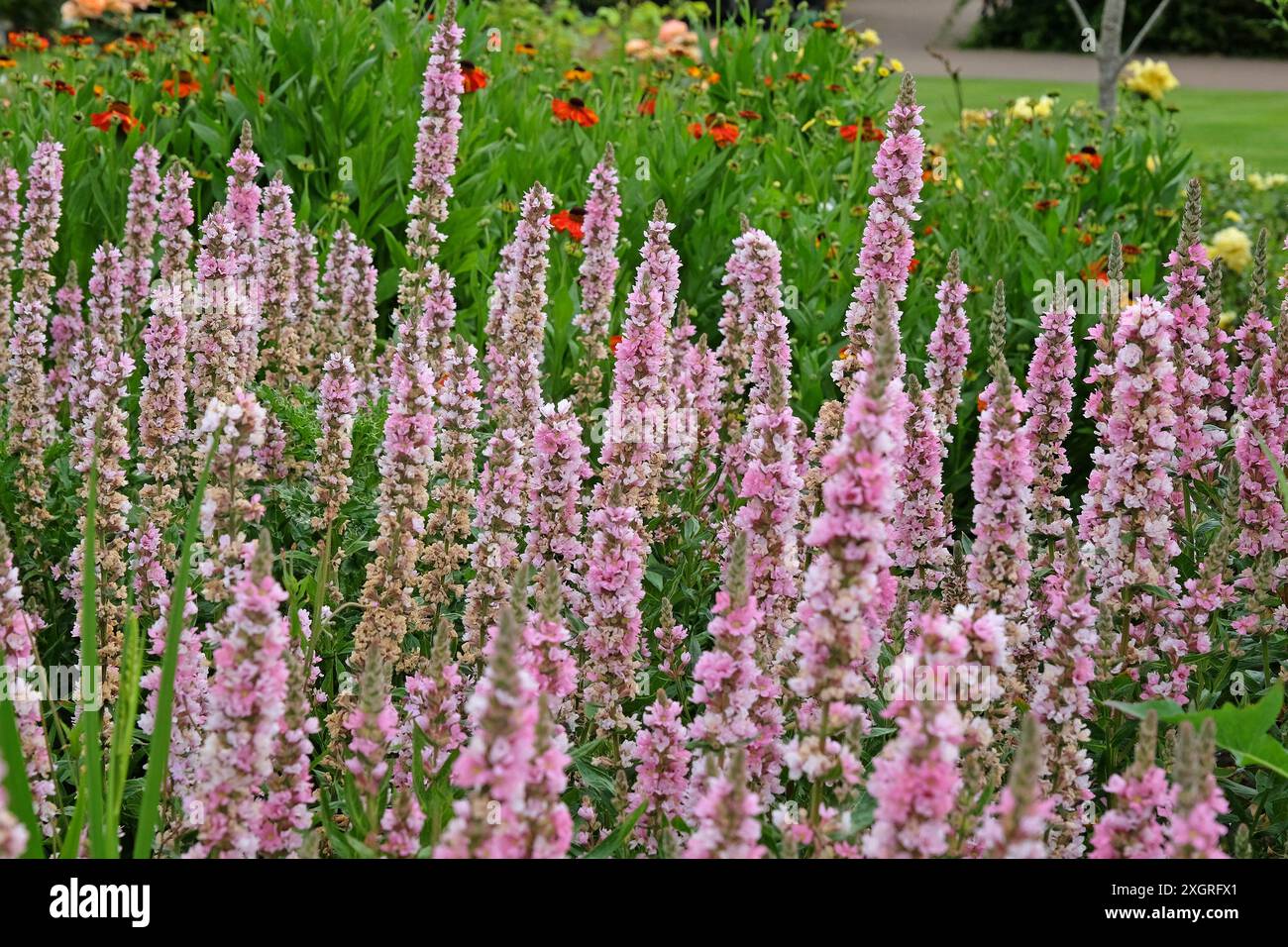 Pink and white Lythrum salicaria purple loosestrife ‘Blush’ in flower ...