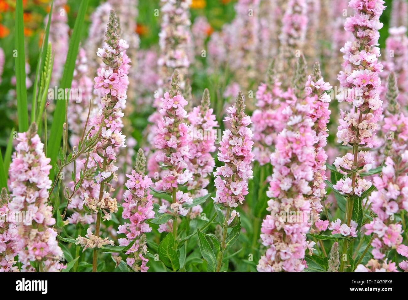 Pink and white Lythrum salicaria purple loosestrife ‘Blush’ in flower ...