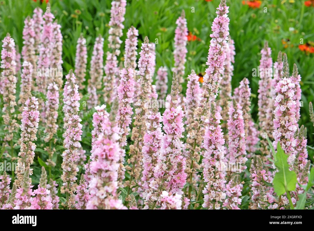 Pink and white Lythrum salicaria purple loosestrife ‘Blush’ in flower ...