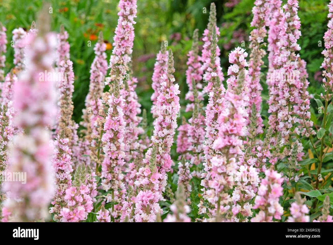 Pink and white Lythrum salicaria purple loosestrife ‘Blush’ in flower ...