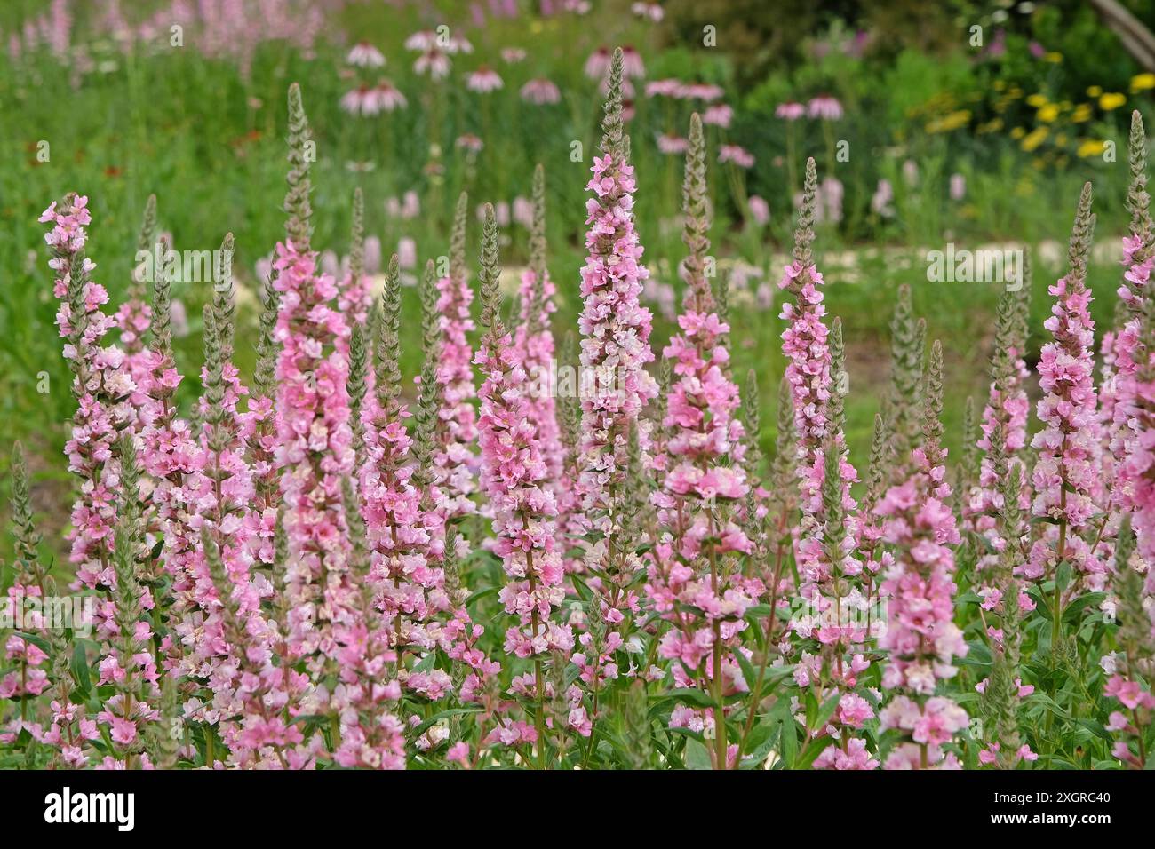 Pink and white Lythrum salicaria purple loosestrife ‘Blush’ in flower ...