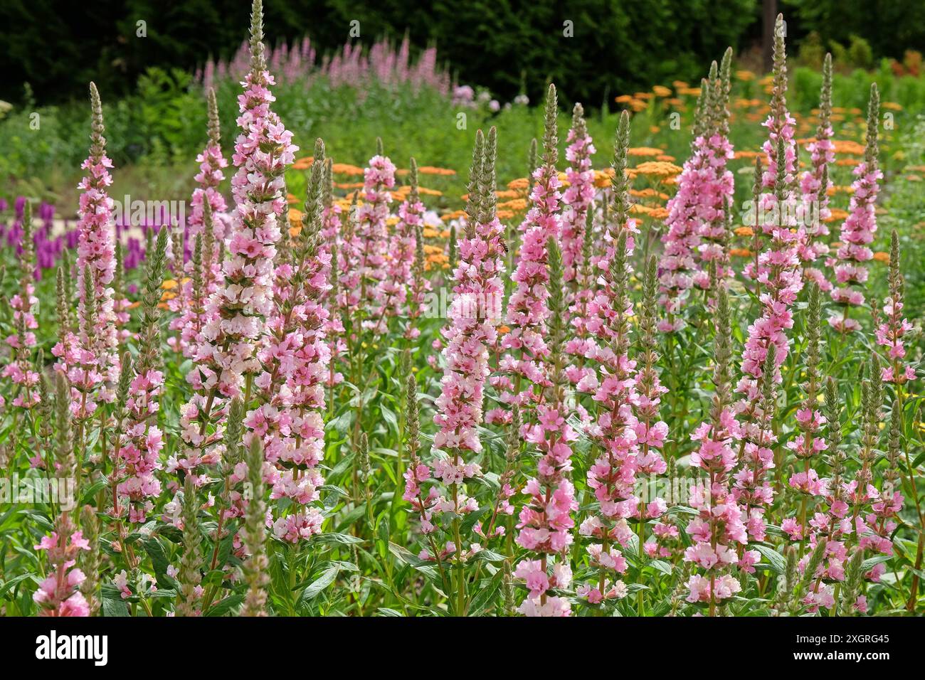 Pink and white Lythrum salicaria purple loosestrife ‘Blush’ in flower ...