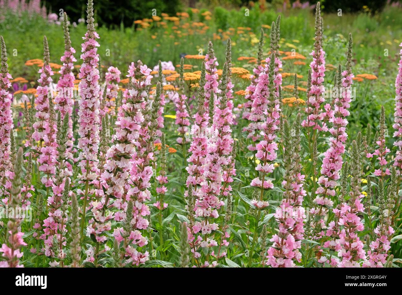 Pink and white Lythrum salicaria purple loosestrife ‘Blush’ in flower ...