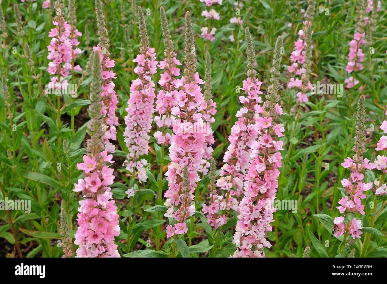 Pink and white Lythrum salicaria purple loosestrife ‘Blush’ in flower ...