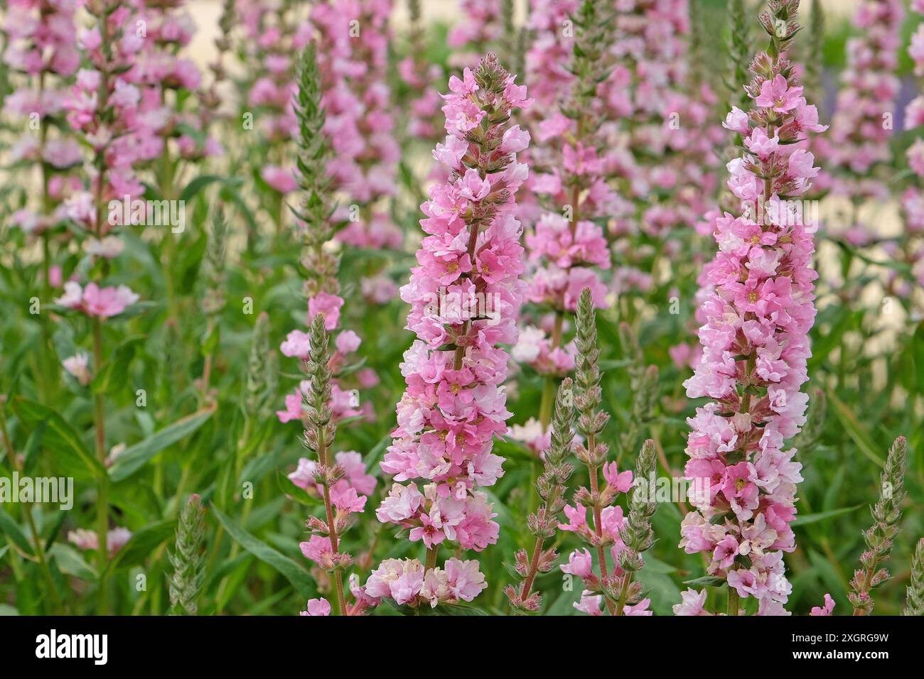 Pink and white Lythrum salicaria purple loosestrife ‘Blush’ in flower ...
