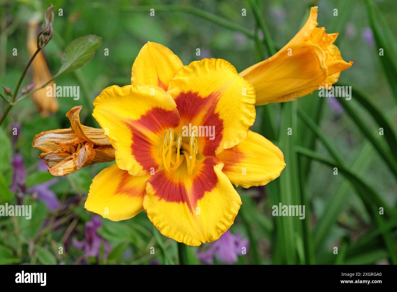 Red and yellow Hemerocallis, ‘Fool Me’ Daylily in flower Stock Photo ...
