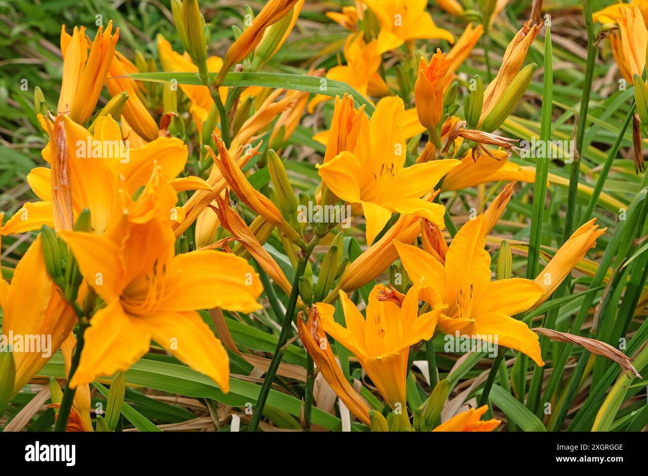 Orange gold Hemerocallis hybrid daylily 'Aztec Gold' in flower Stock ...