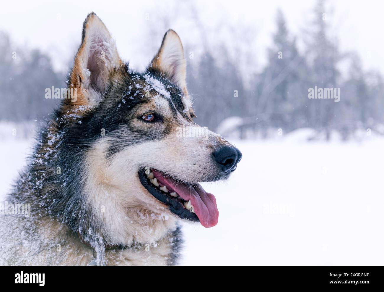 Siberian husky portrait adult hi-res stock photography and images - Alamy