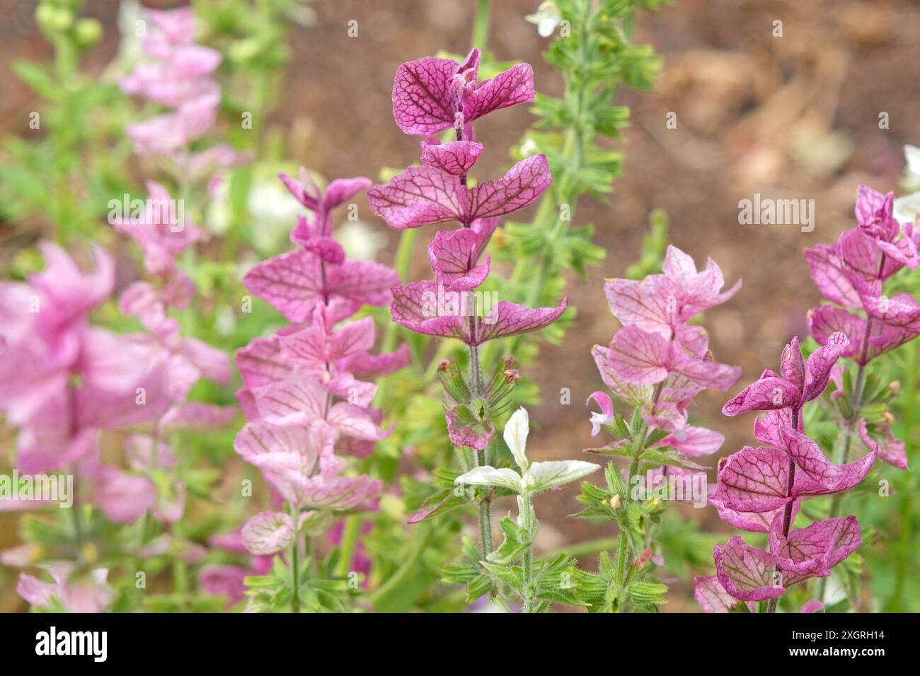 Salvia viridis white hi-res stock photography and images - Alamy