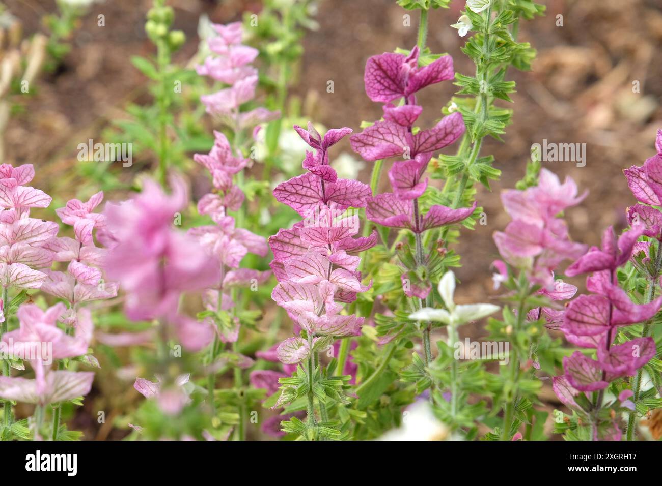 Salvia viridis white hi-res stock photography and images - Alamy