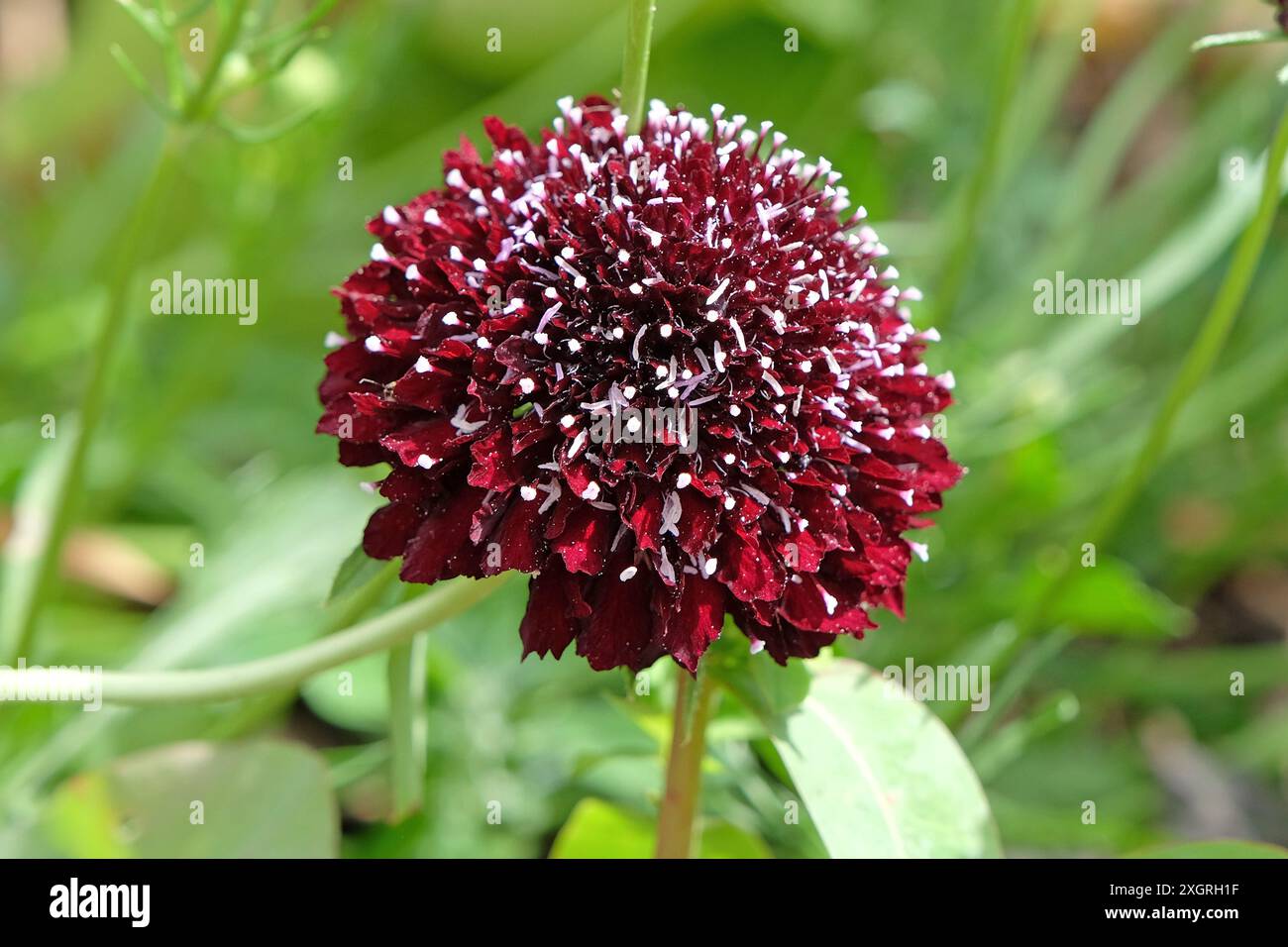 Deep burgundy red Scabiosa atropurpurea, scabious or pincushion flower ...