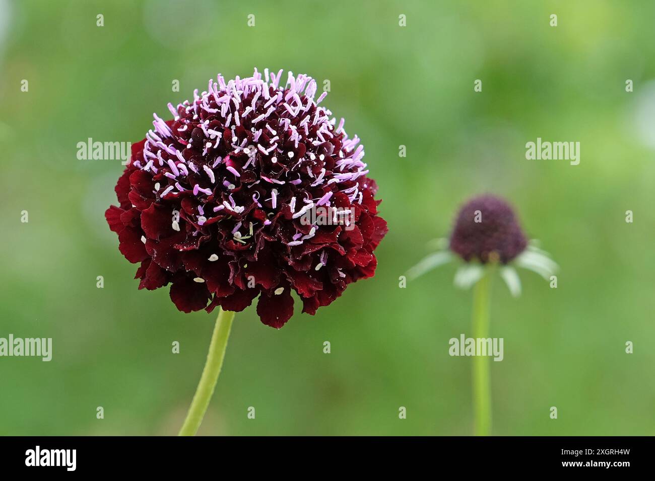 Deep burgundy red Scabiosa atropurpurea, scabious or pincushion flower ...