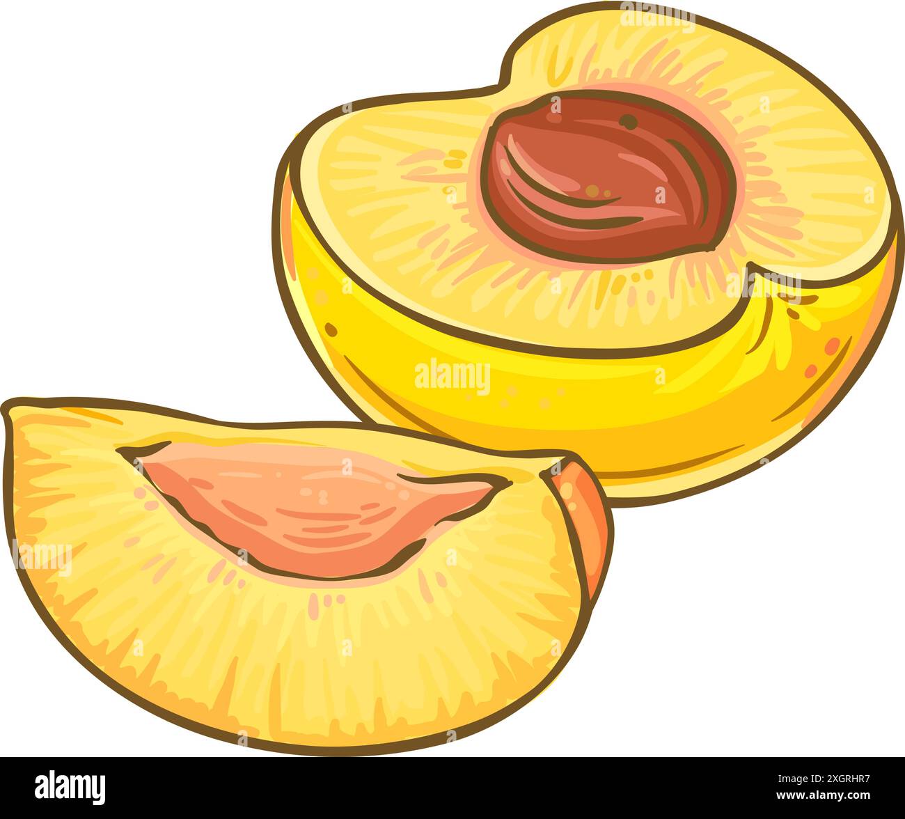 Peach Fruit Colored Detailed Illustration Stock Vector Image & Art - Alamy