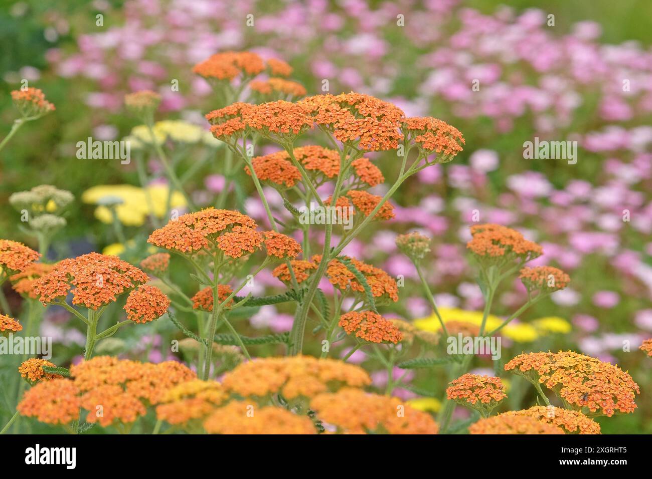 Rust orange Achillea yarrow ‘Terracotta’ in flower Stock Photo - Alamy
