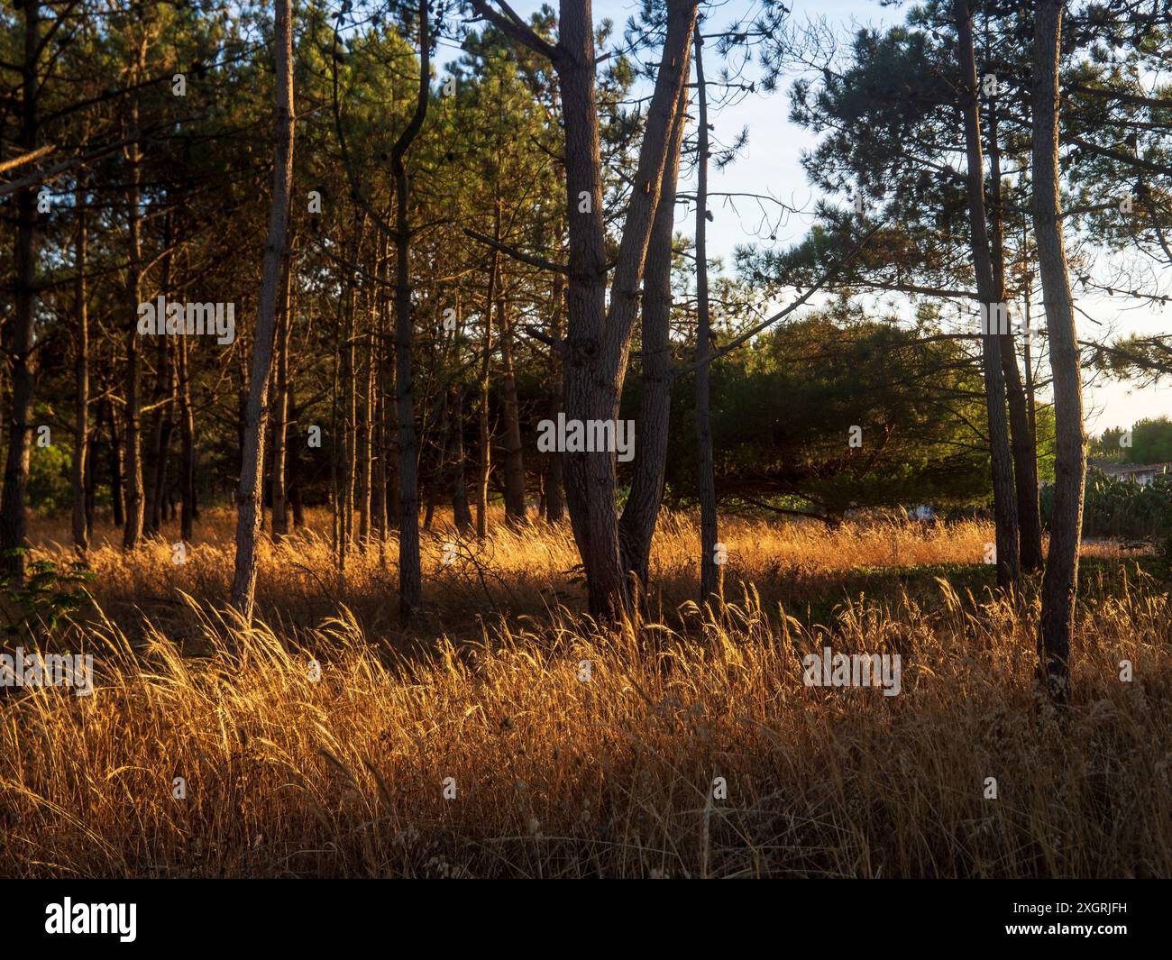 Portuguese Alentejo forest at sunset Stock Photo - Alamy