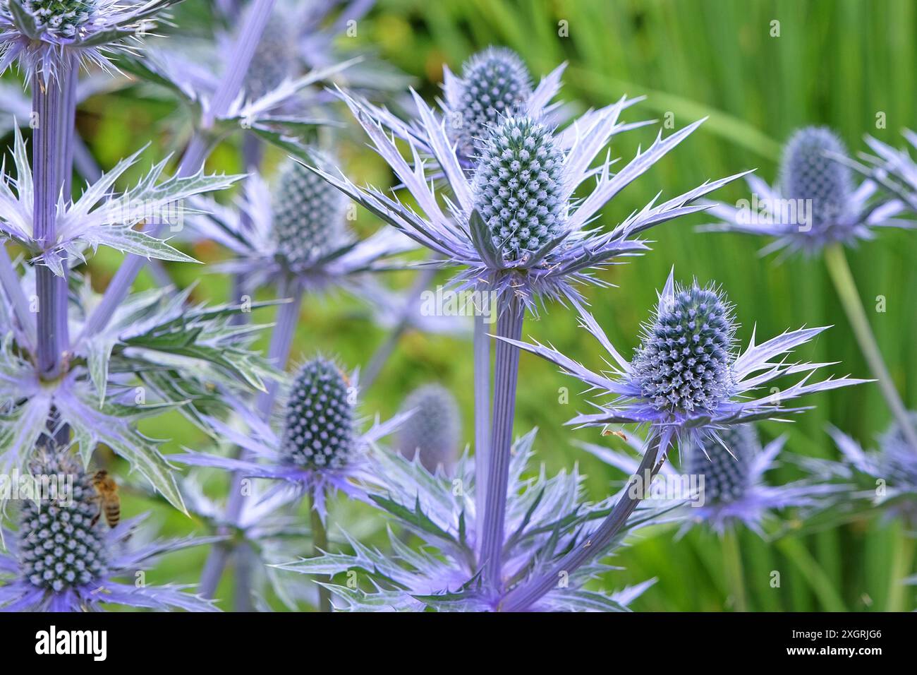 Eryngium x zabelii, or sea holly ‘Big Blue’ in flower Stock Photo - Alamy