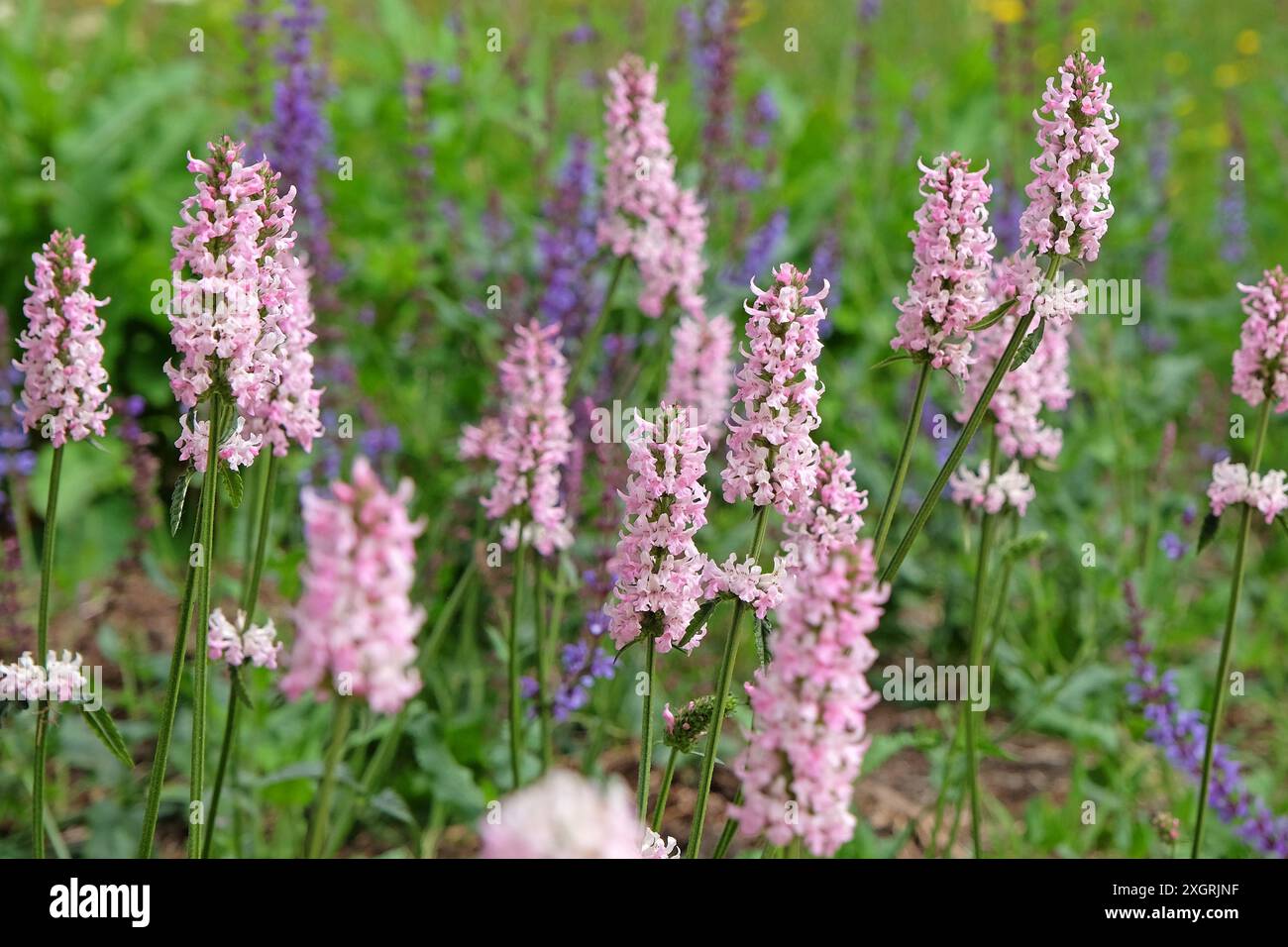Pale pink Stachys Betonica officinalis, pink betony ‘Rosea’ in flower ...