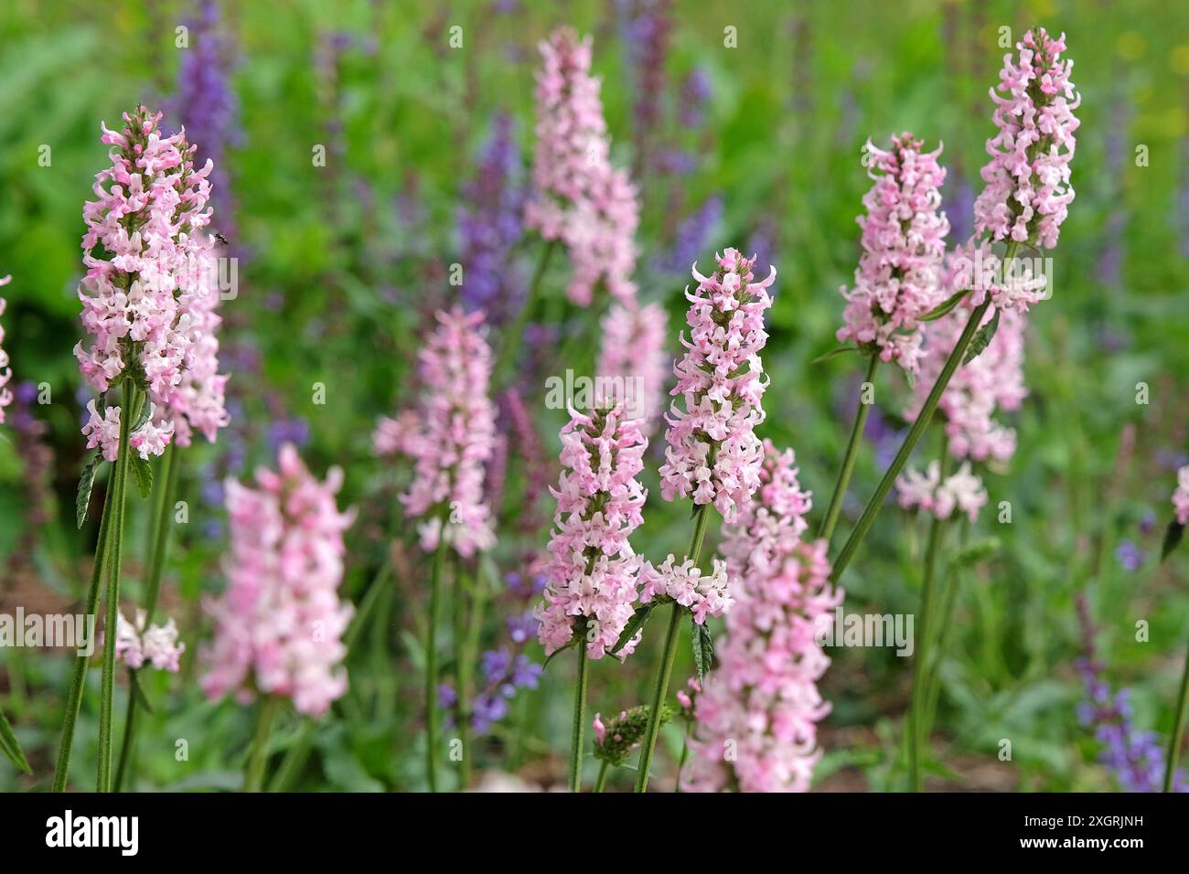 Pale pink Stachys Betonica officinalis, pink betony ‘Rosea’ in flower ...